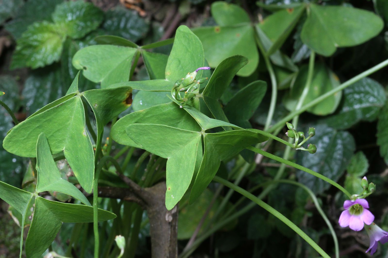 Manfaat dan kegunaan Calincing Kupu / Kupu-kupu / Oxalis - Wikiherbal ...